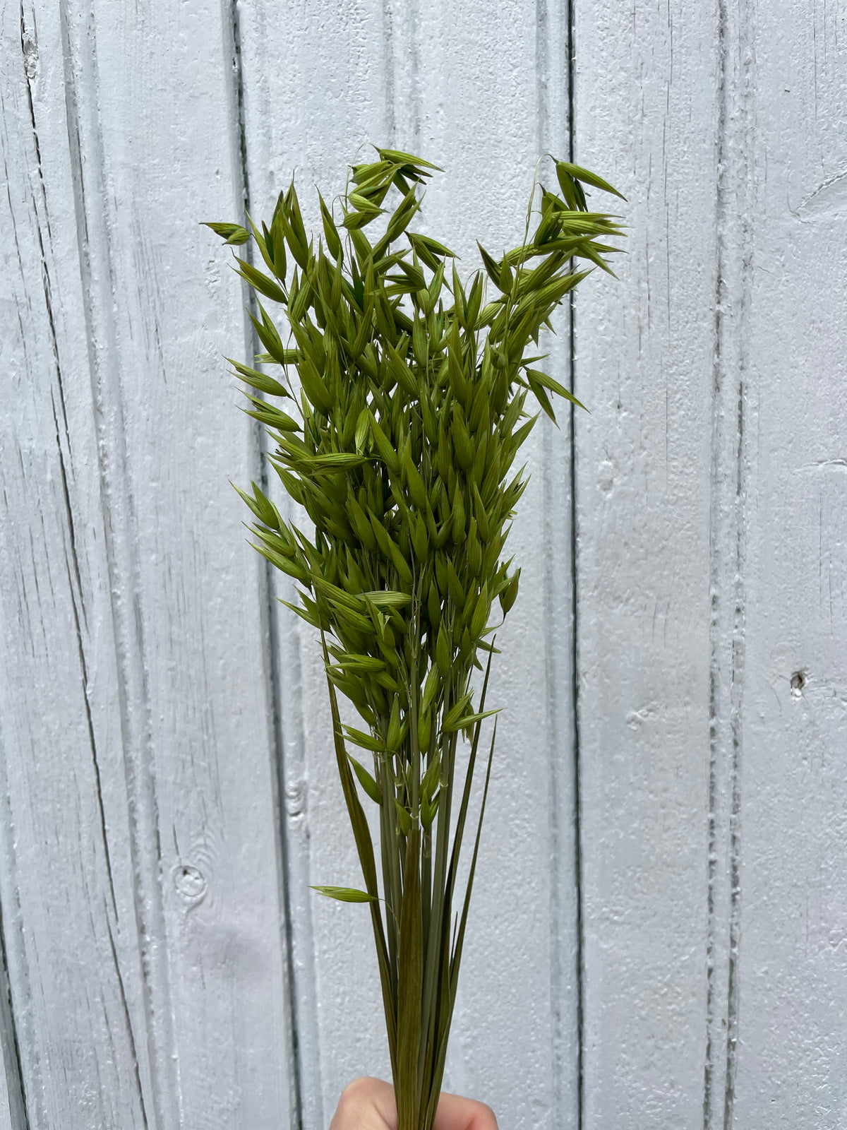 Avoine vert– PACHECO - Artisan Fleuriste
