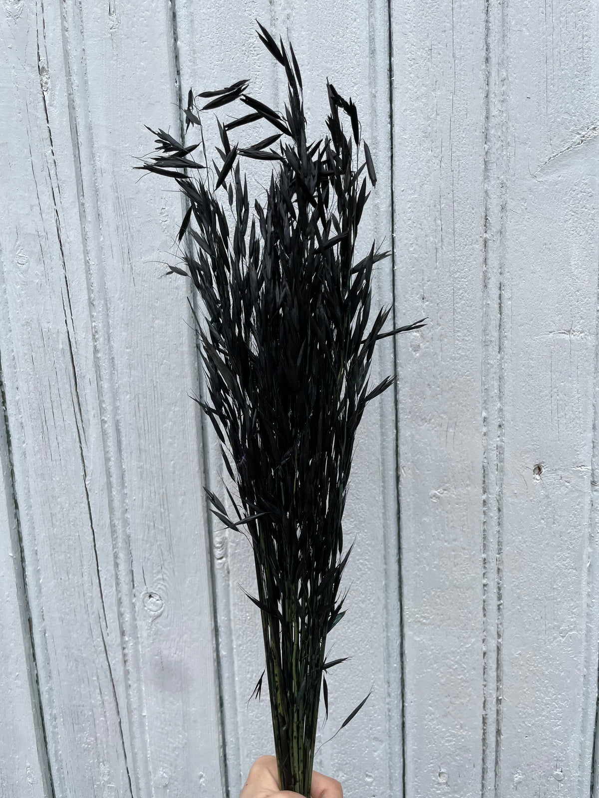 Avoine noir– PACHECO - Artisan Fleuriste