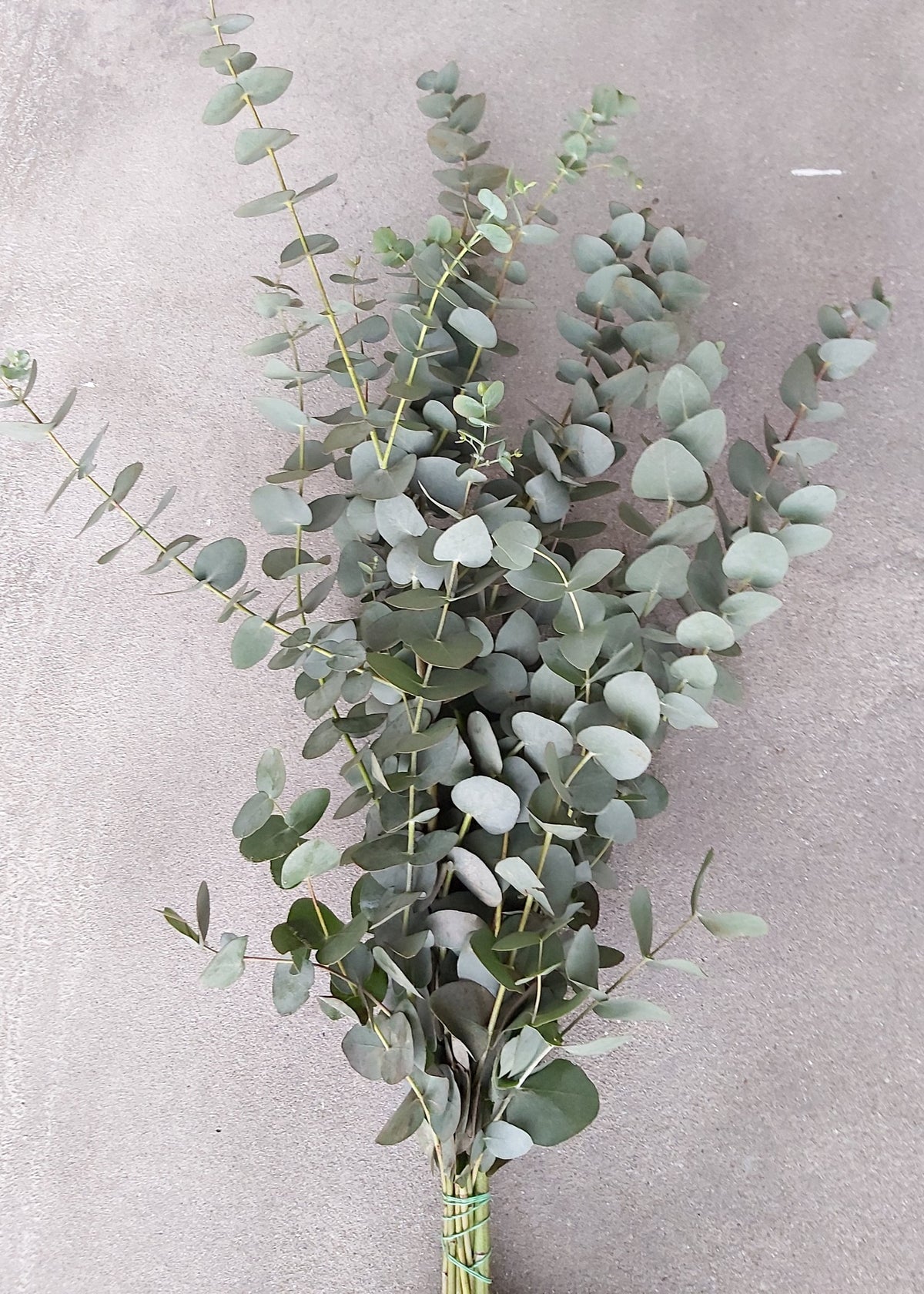 Eucalyptus Cinerea frais– PACHECO - Artisan Fleuriste